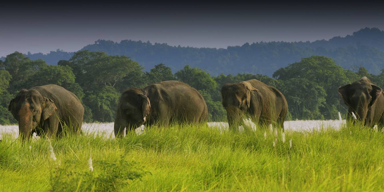 Pokhara, Kathmandu & Chitwan - A tour to Nature
